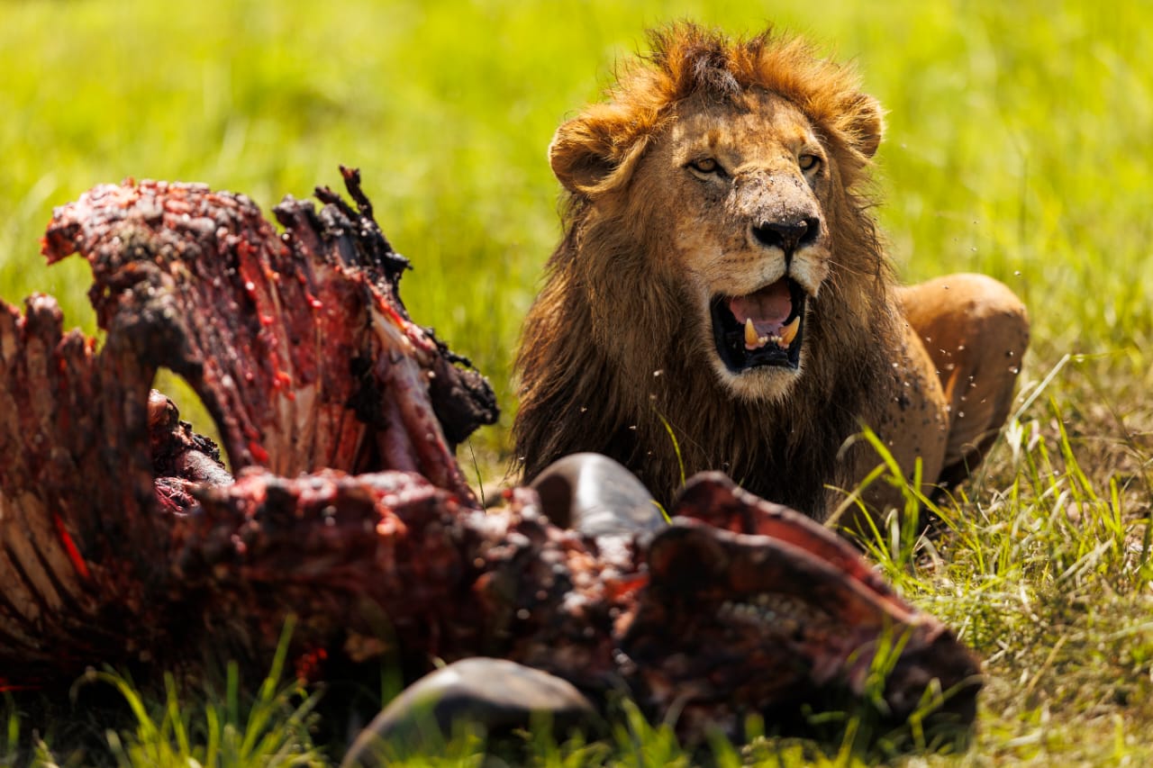 Where Safari Was Born - Tembea Kenya - Wild Star Tours and Travel